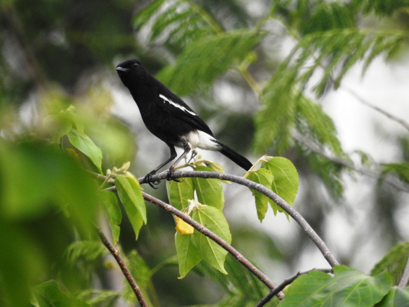 Decu Belang – KOMIU.id