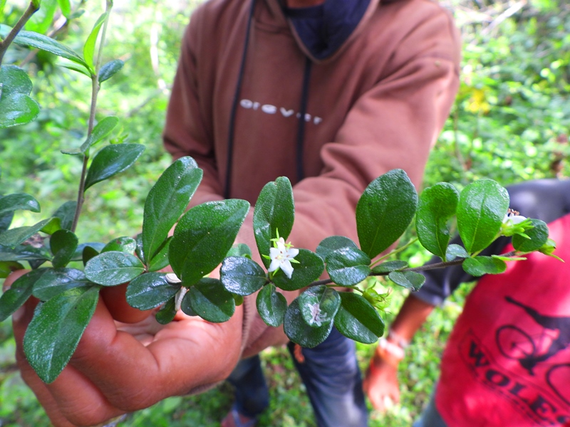 KOMIU Berhasil Identifikasi 11 Jenis Semak & Perdu Pada Habitat Baning ...
