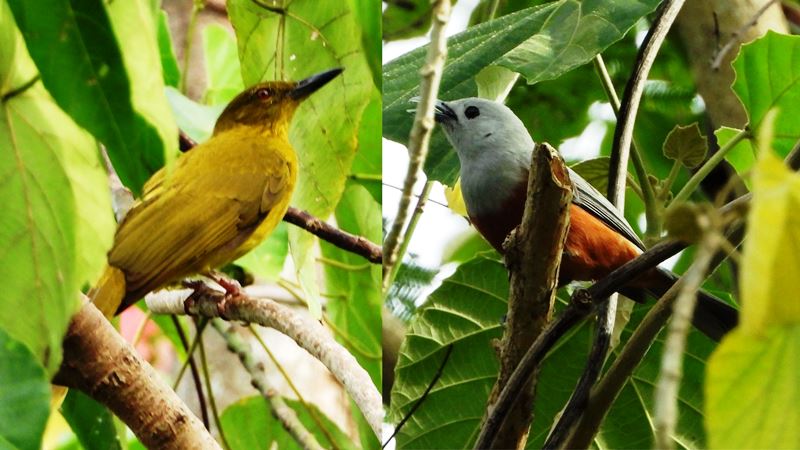 KOMIU Temukan burung togean golden bulbul dan Raja Pulau di Pulau ...