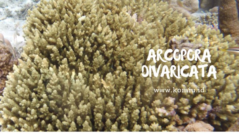Acropora divaricata – KOMIU.id