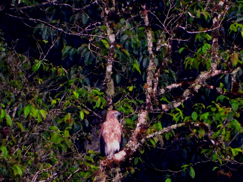 Elang Ikan Kecil – KOMIU.id