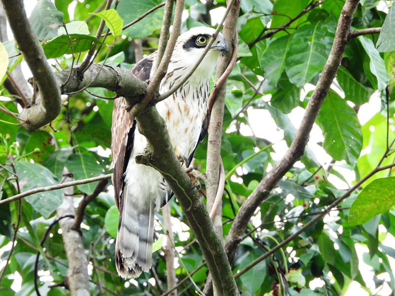Elang Paria – KOMIU.id